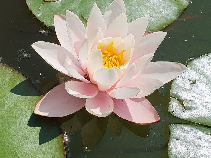 Нимфея для прудов