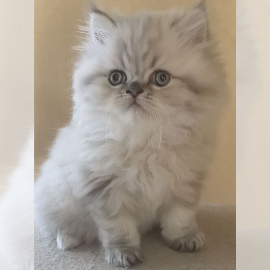 Персидский котёнок