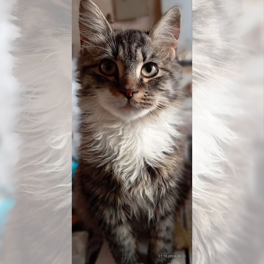 Котенок в добрые руки