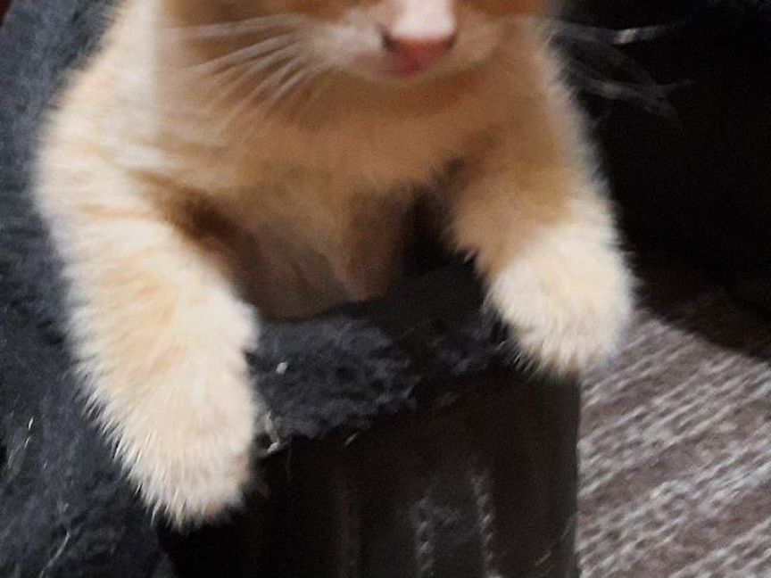 Продам шотландского рыжего котенка(девочка)