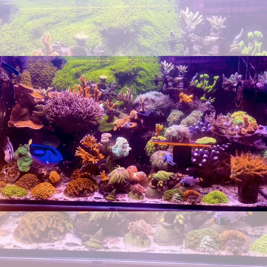 Кораллы морской аквариум / 3Д печать