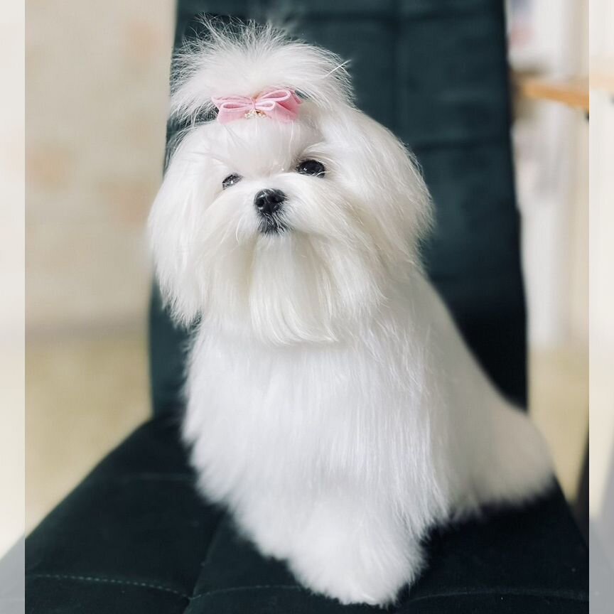 Мальтипу, щенок