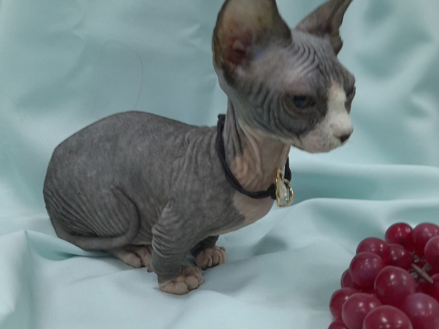 Кошечка сфинкс бамбино