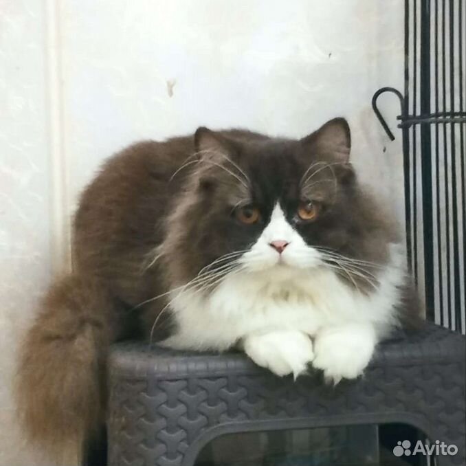 Британский котик Розарио