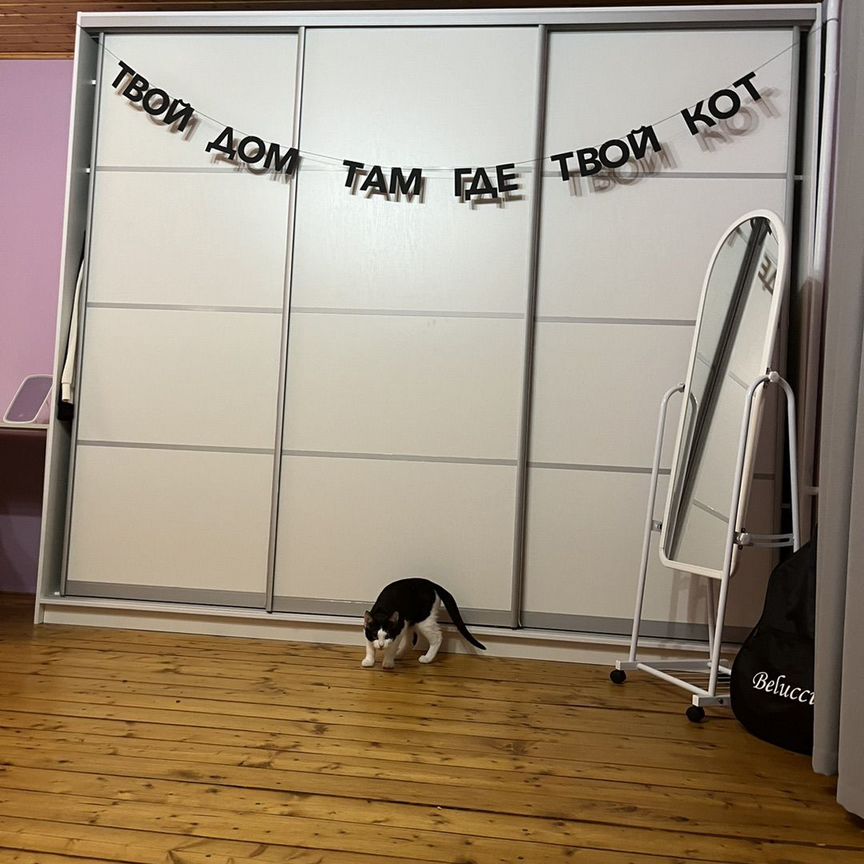 Котенок интелегент