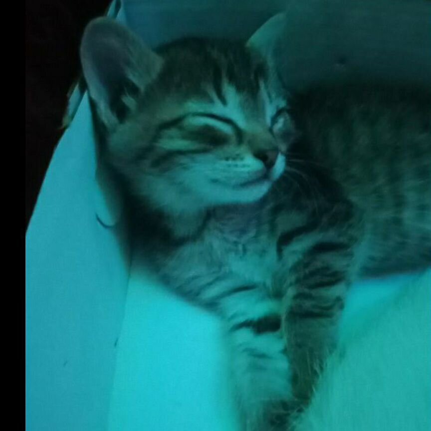 Сибирский котёнок