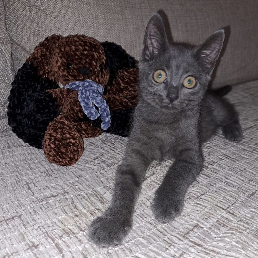 Котик в добрые руки