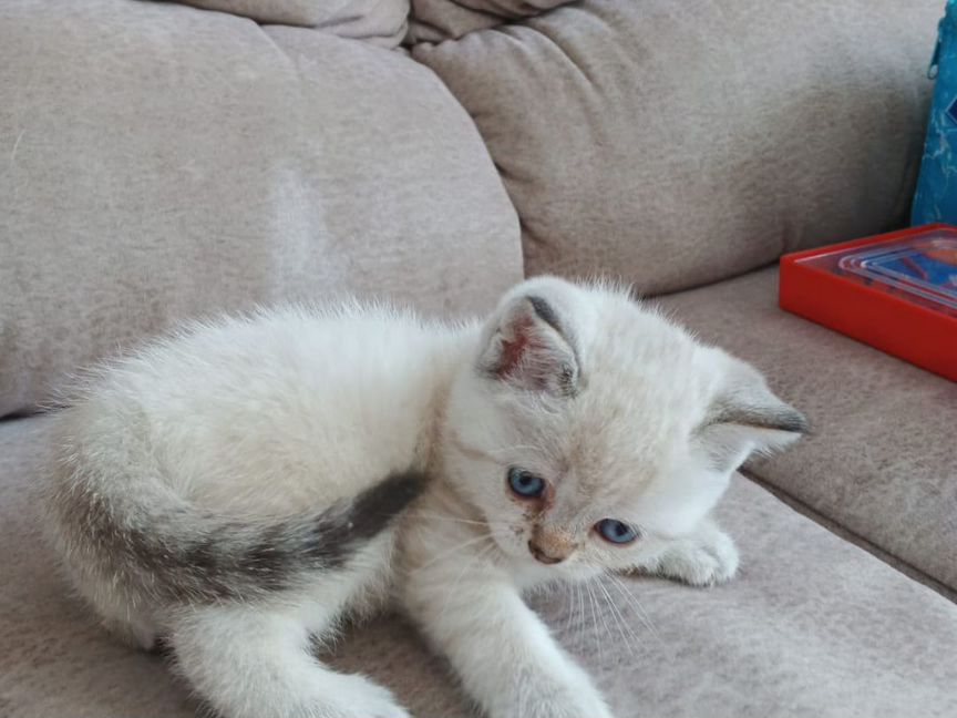 Шотландские прямоухие котята