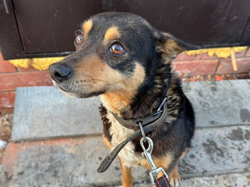 Маленькая Бусинка ищет дом