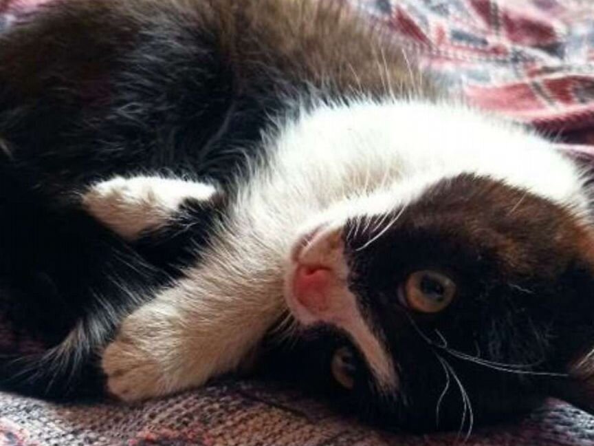 Котенок в добрые руки