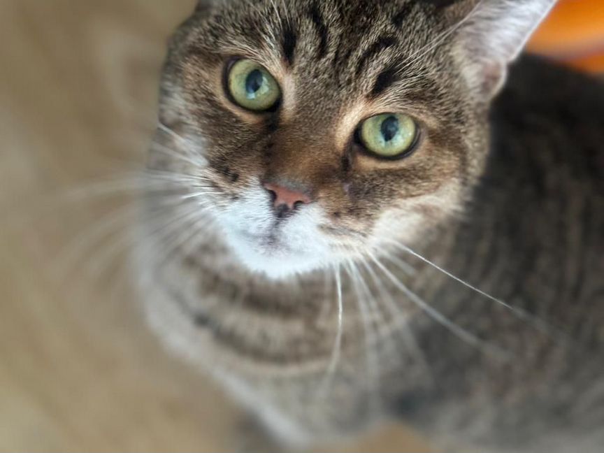 Кузьму бросили,и теперь он в приюте