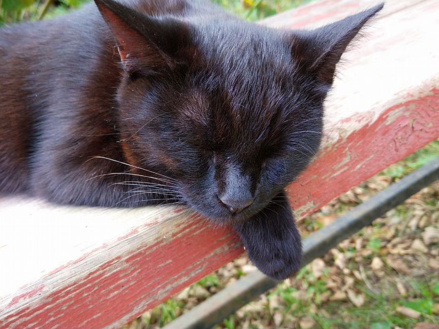 Кошачьи малыши