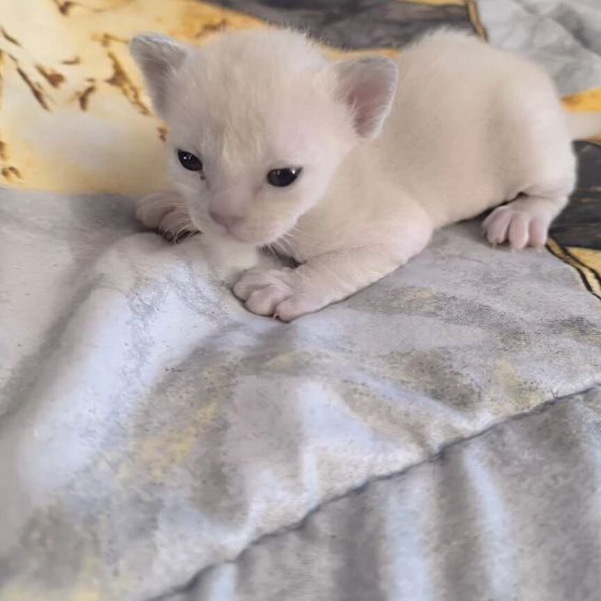 Европейский бурманский котёнок