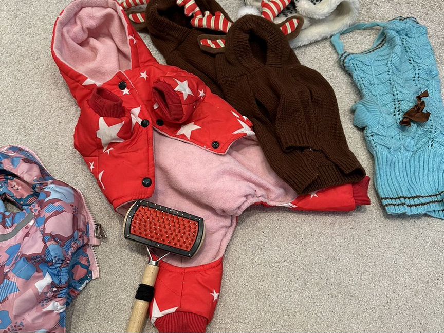 Одежда для йорка