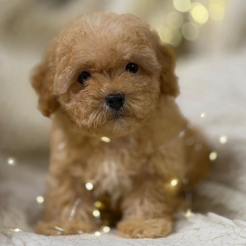 Мальтипу, щенок