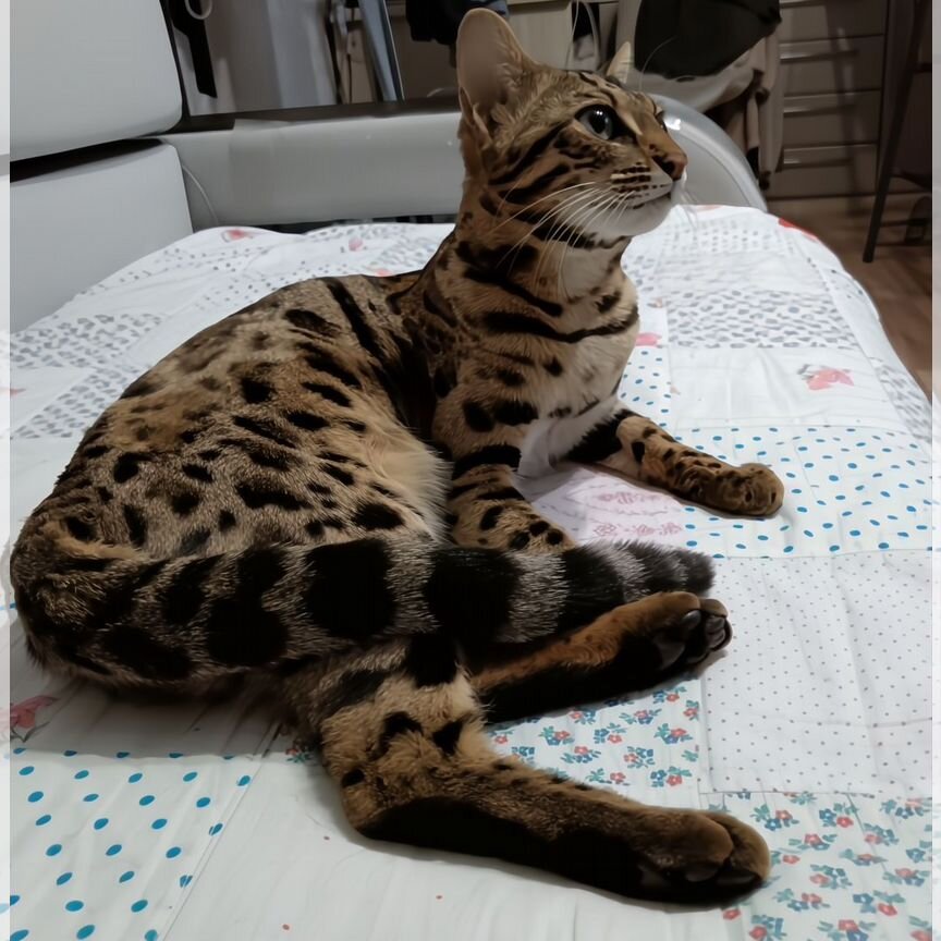 Бенгальская кошка, взрослая