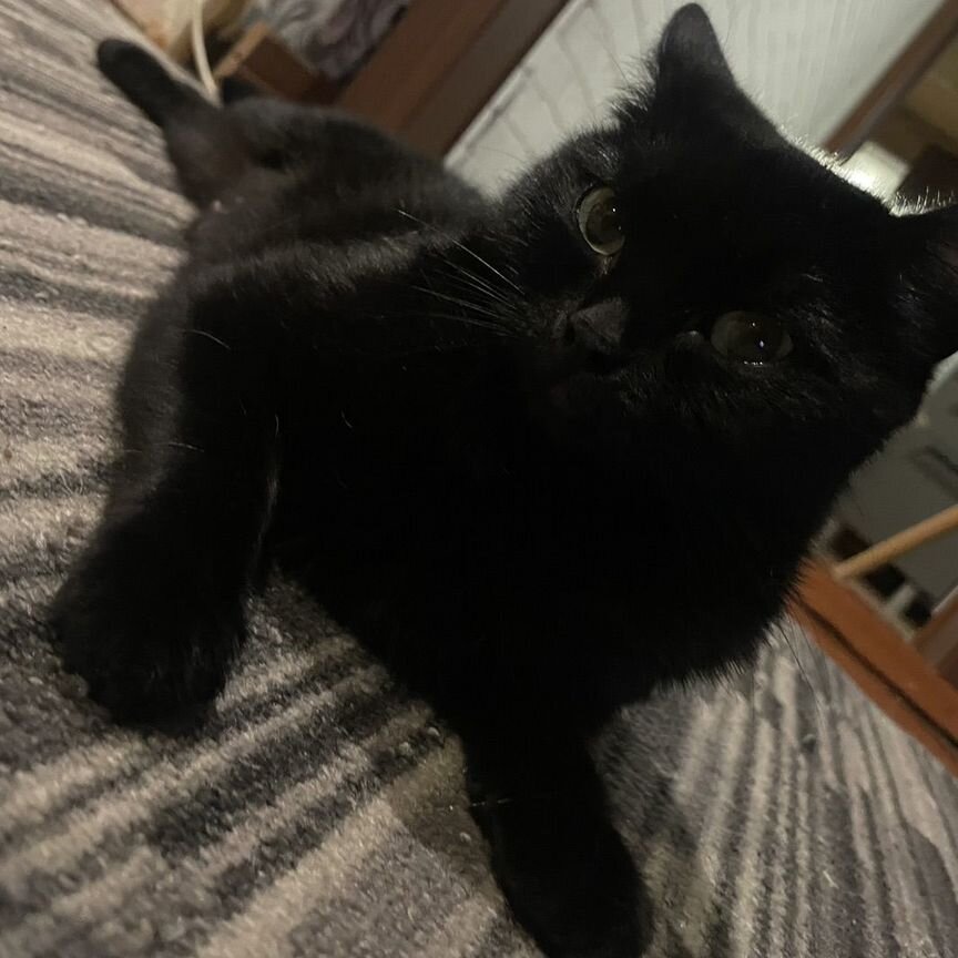 Отдам кота и кошку