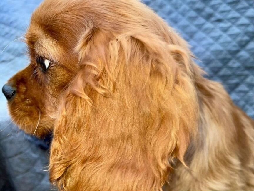 Кавалер кинг чарльз