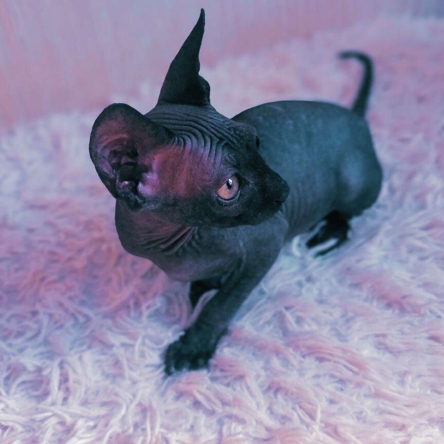 Кошка и кот