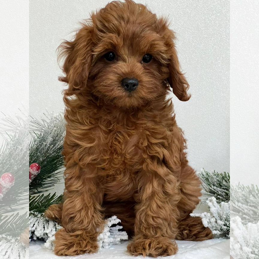 Кавапу, щенок