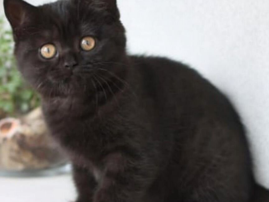 Британские котята