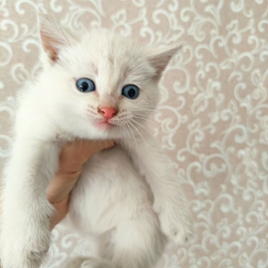 В добрые руки "Снежок"