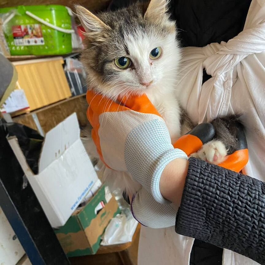 Кошечка шустрик Мия