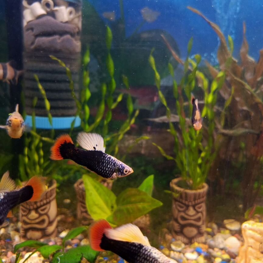 Аквариумные рыбки и растения