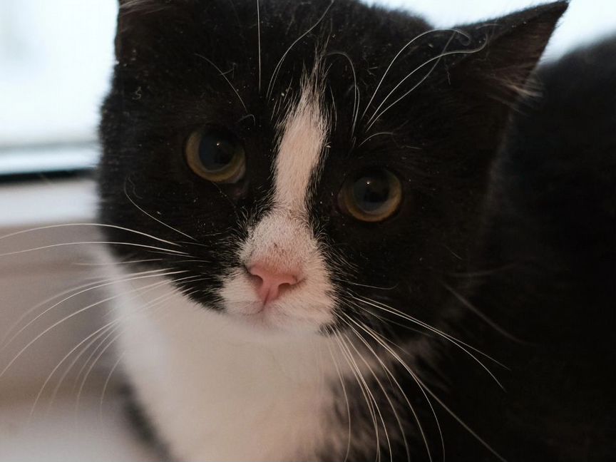 Кошка из приюта: малышка Маркиза