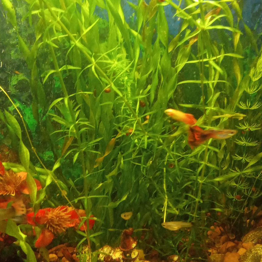 Продам гуппи мальки