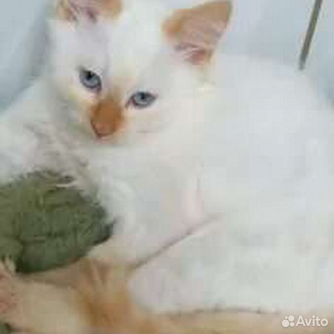 Замурчательные котики