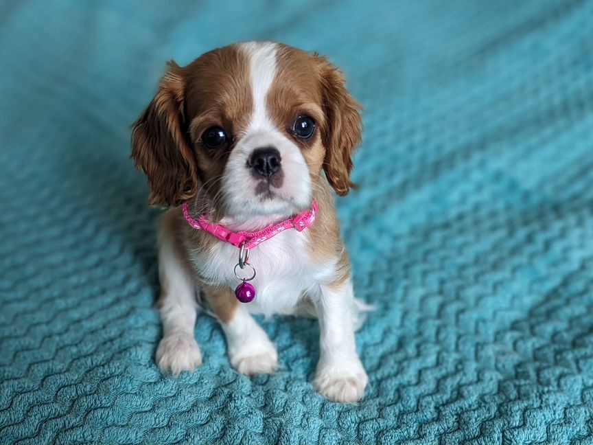 Девочка мини кавалер-кинг-чарльз спаниель
