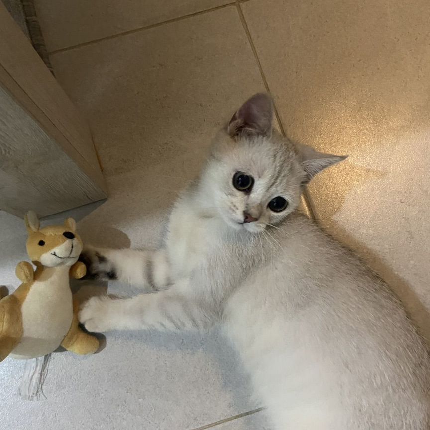 Котенок бурмилла 4мес