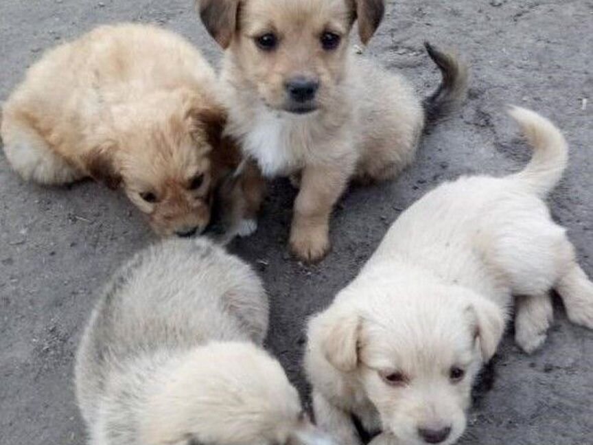 Отдам чудесного щеночка маленькой дворовой собачки