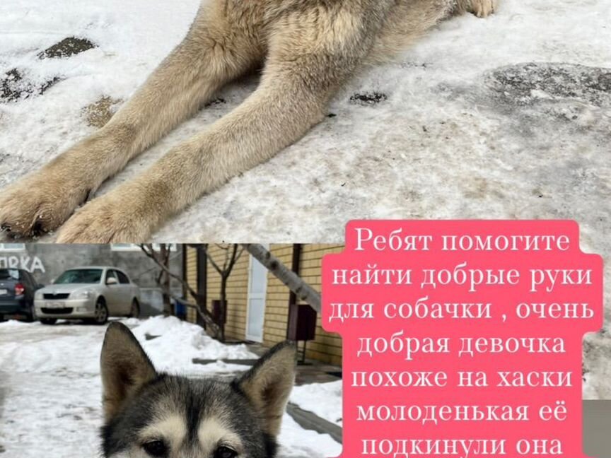 Хаски