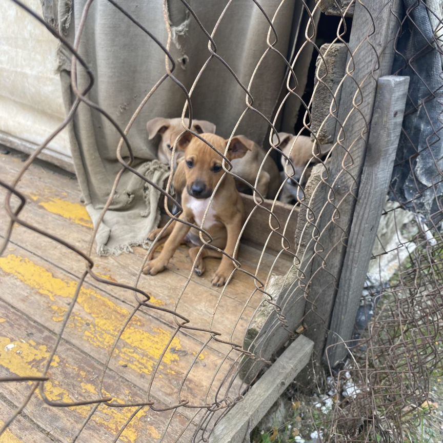 Щенки метисы в добрые руки