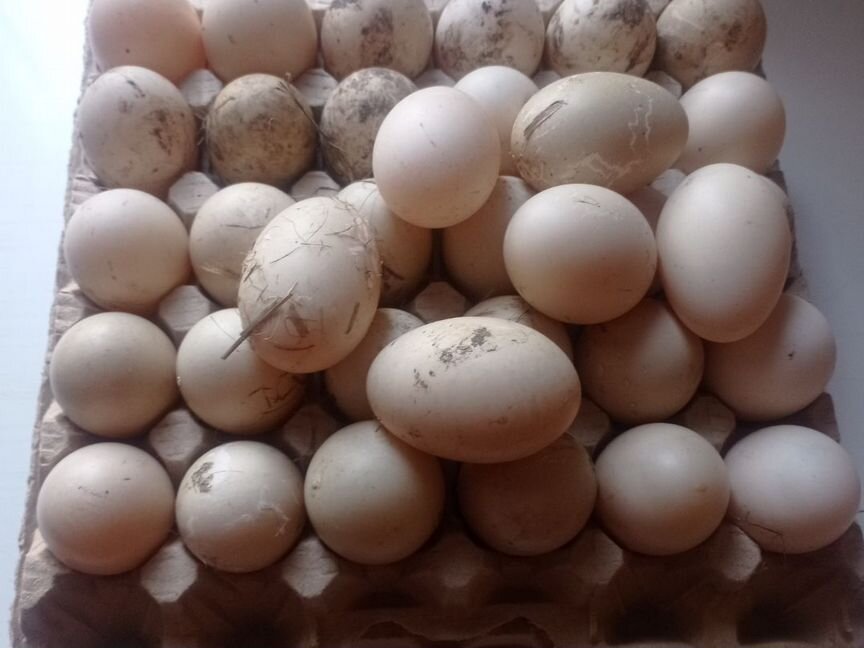 Яйца индоутки на инкубацию