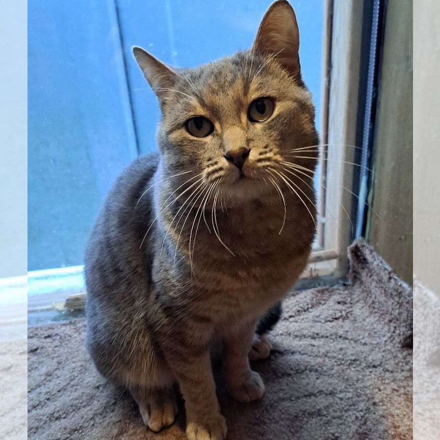 Взрослый кот в добрые руки