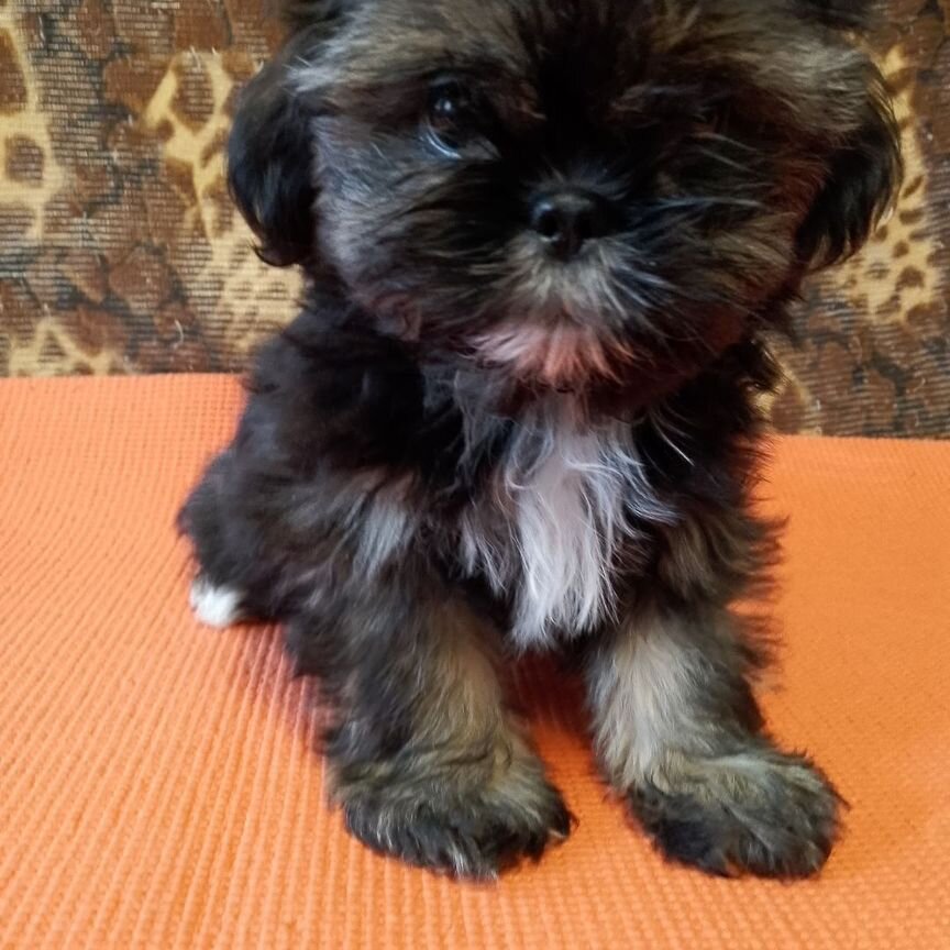 Ши тцу мини