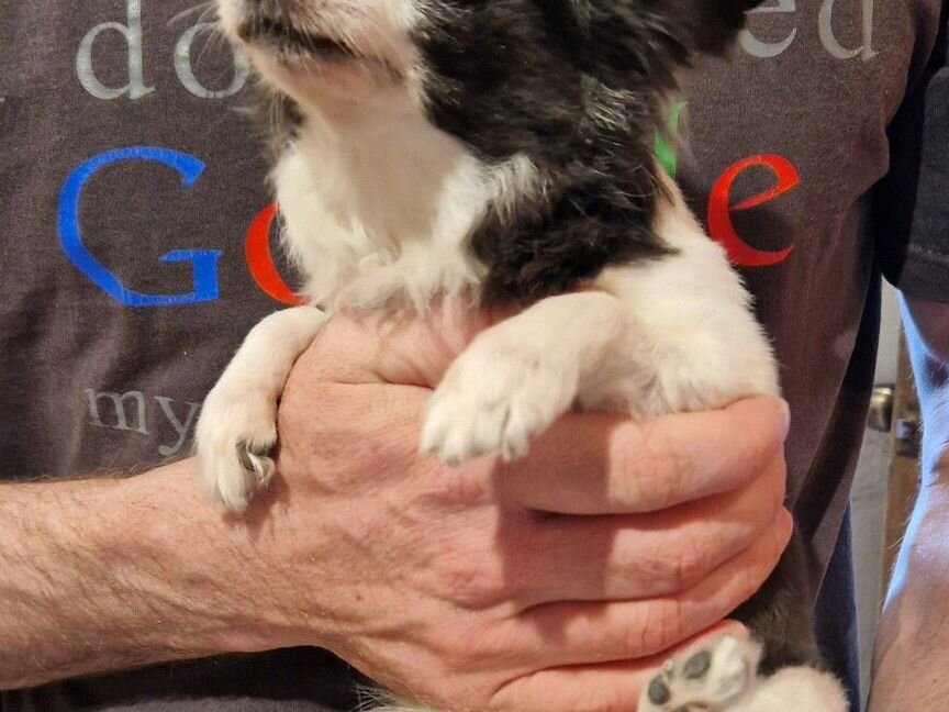 Чихуахуа девочка в добрые руки