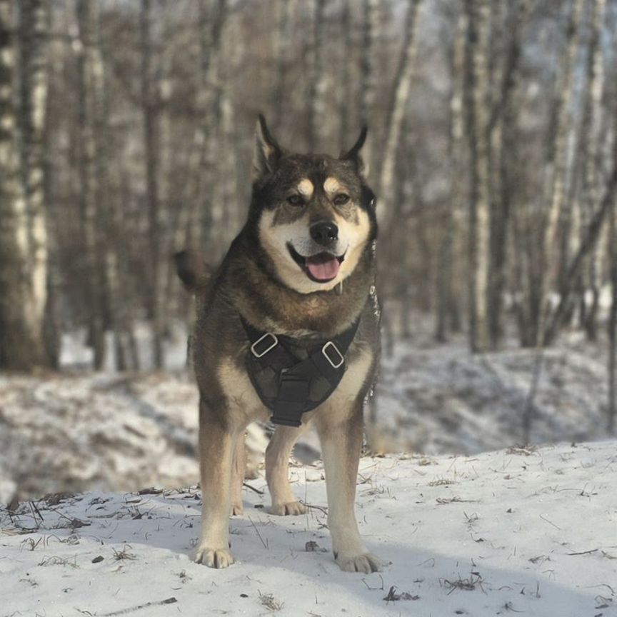 Пес ищет дом