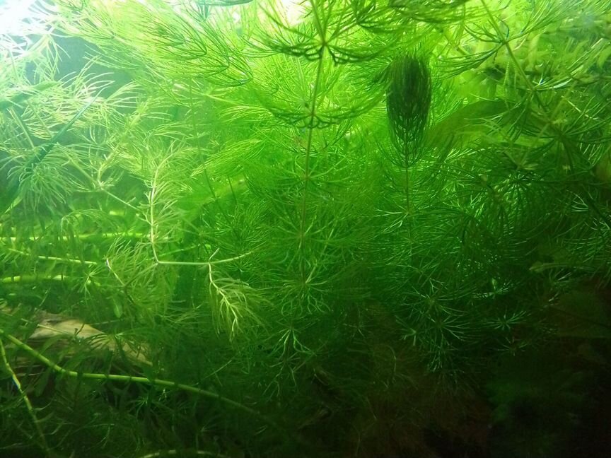 Аквариумное растение