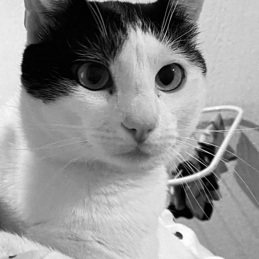 Отдадим кота в добрые руки