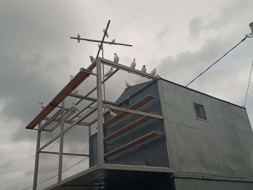 Продажа голубей