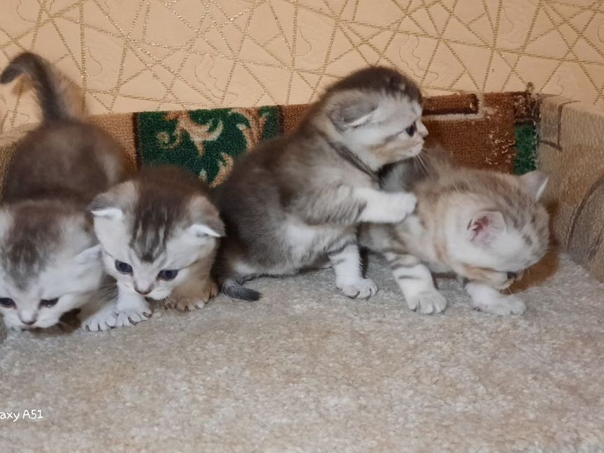 Шотландские вислоухие котята