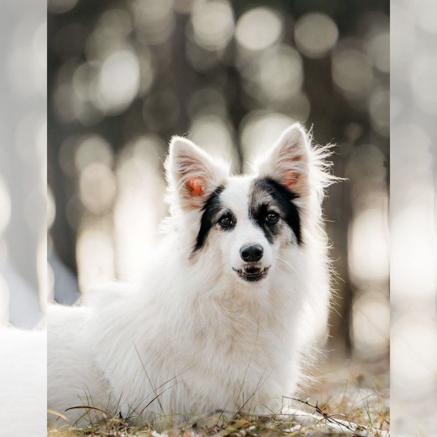 Взрослая собака в добрые руки