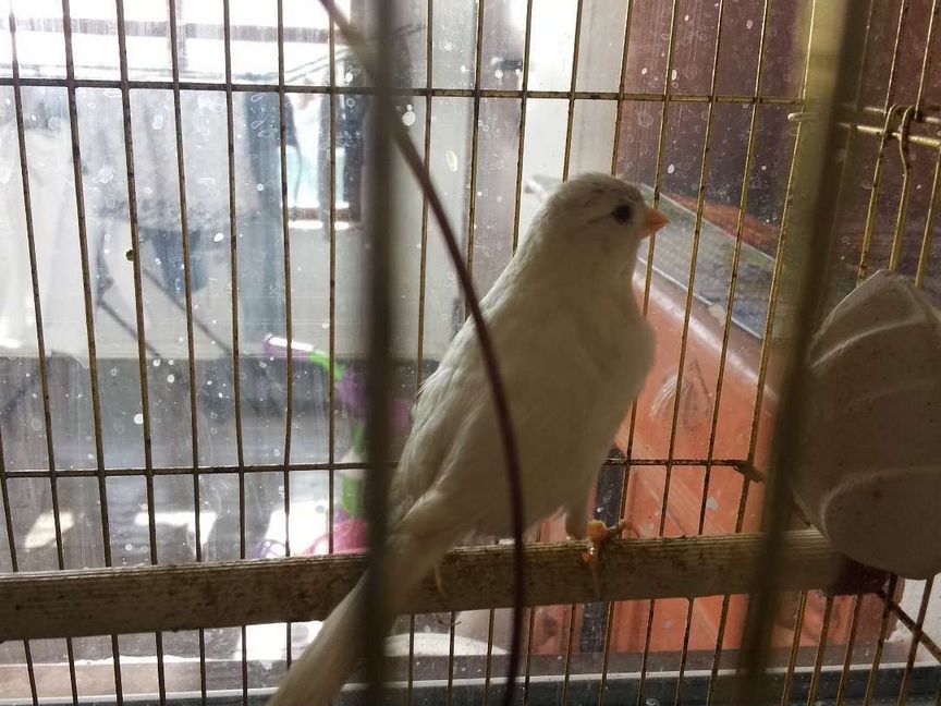 Канарейка с клеткой