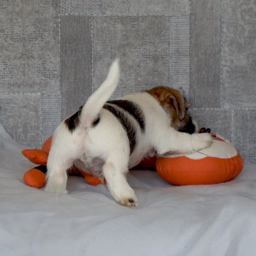 Милый мальчик джек рассел