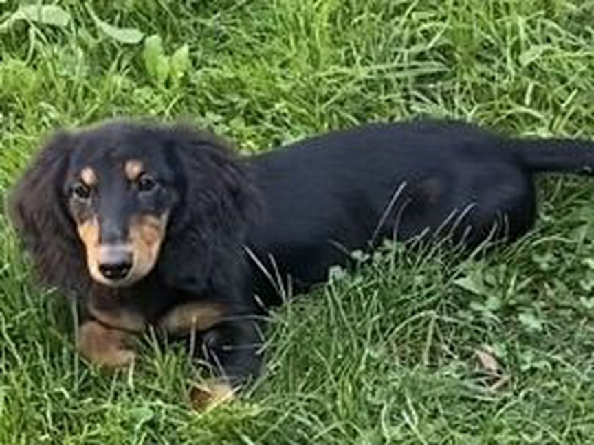 Такса длинношерстная стандарт