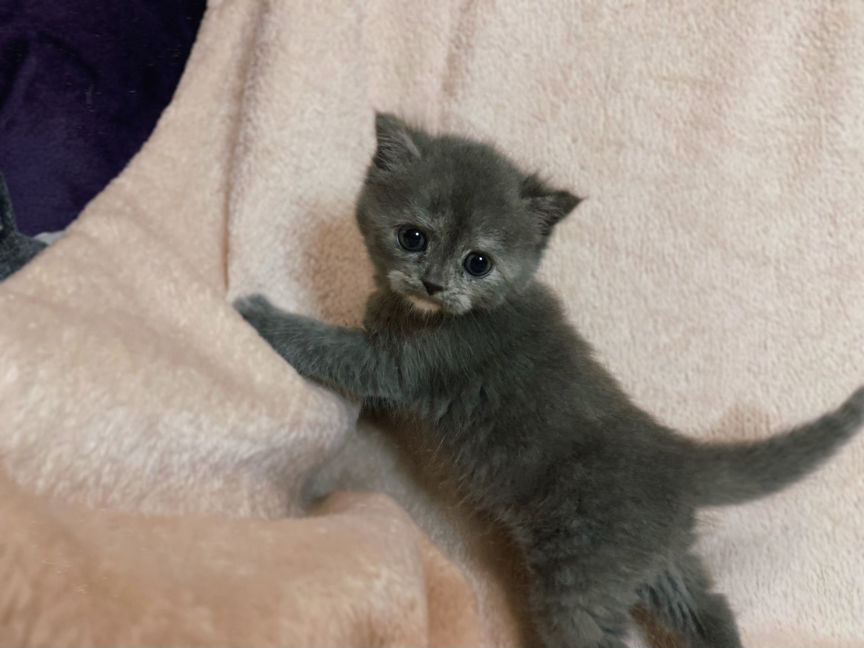 Шотладские котята